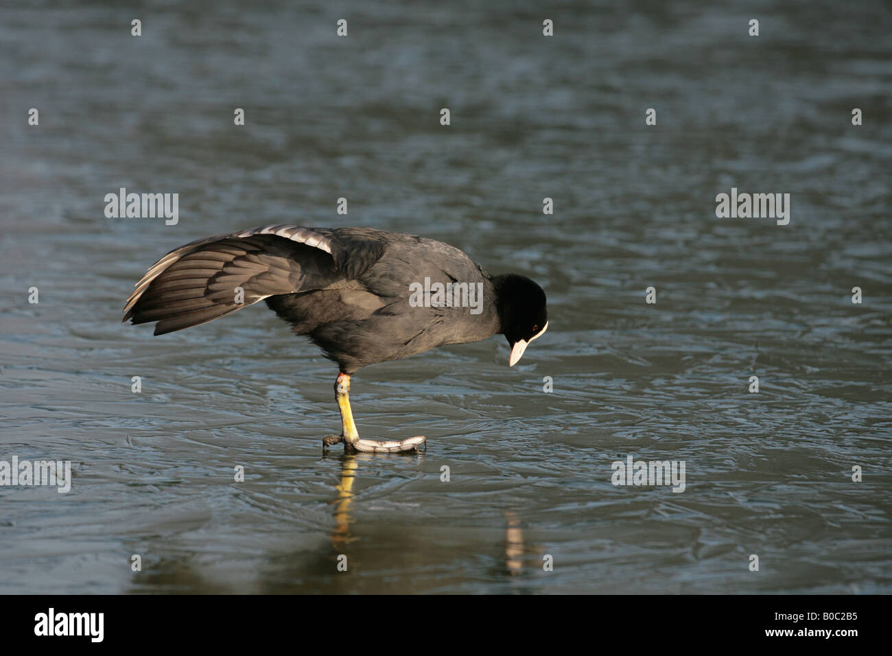 Coot stretching its wing while standing on a frozen lake Stock Photo ...