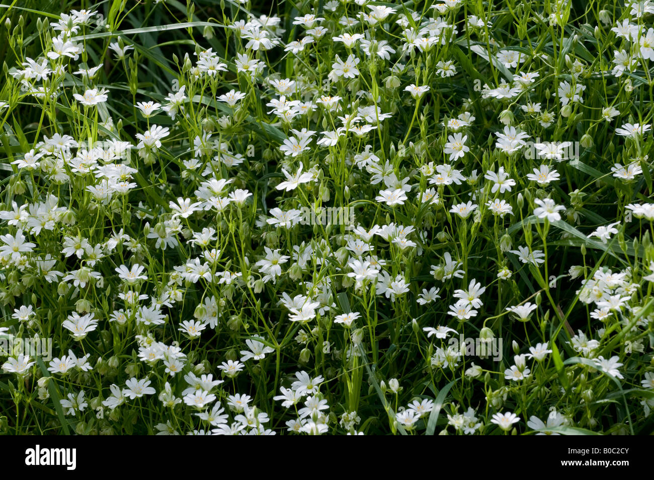 Stellaria holostea hi-res stock photography and images - Alamy