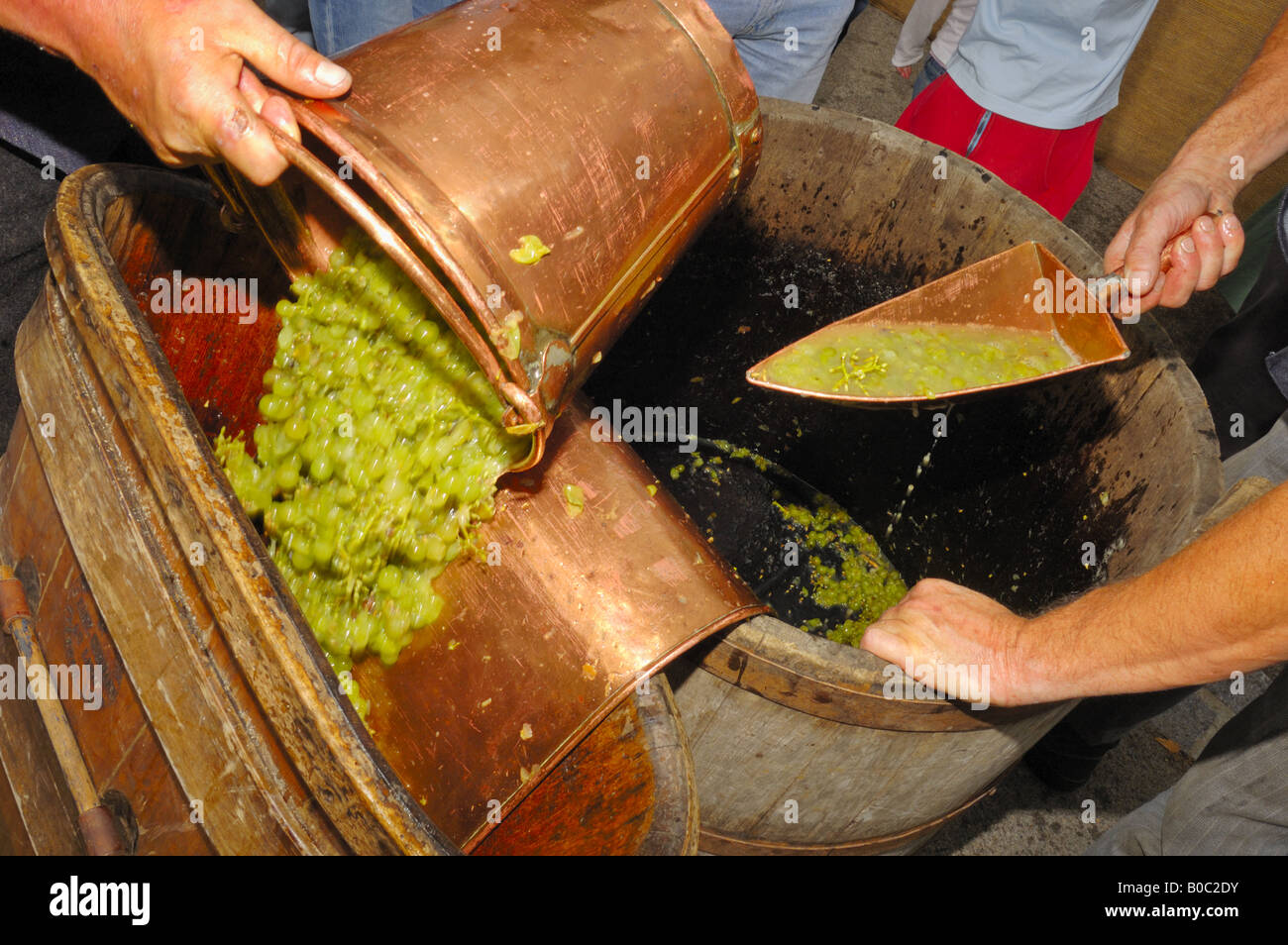 White grapes for pressing Stock Photo - Alamy