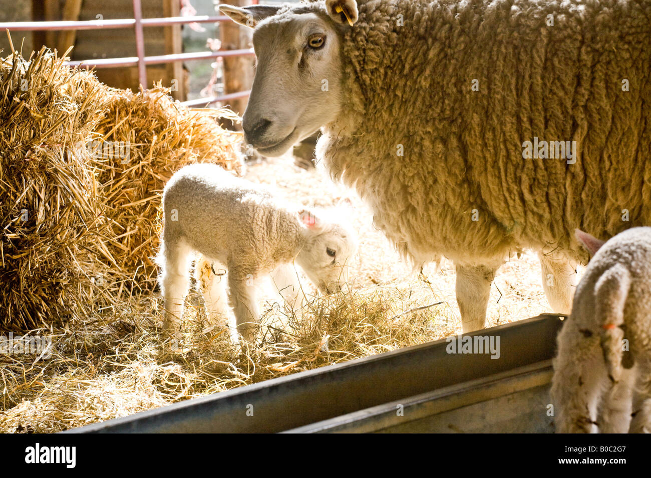 Lamb being born hi-res stock photography and images - Alamy