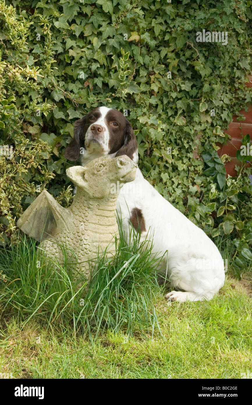 Dog and Dragon Springer Spaniel, Gun Dog, energetic, active, hard ...