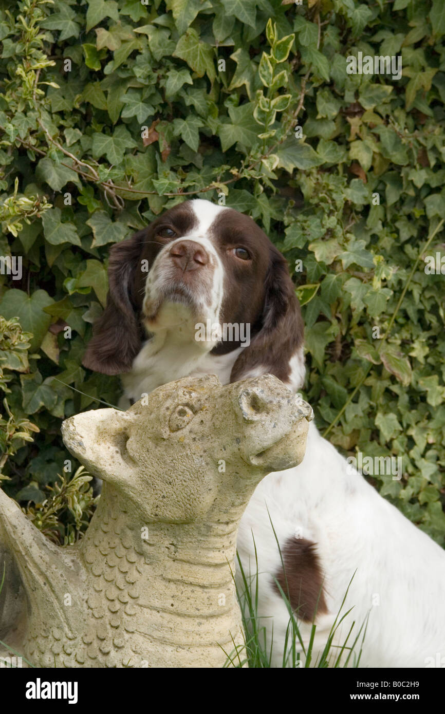 Dog and Dragon Springer Spaniel, Gun Dog, energetic, active, hard ...