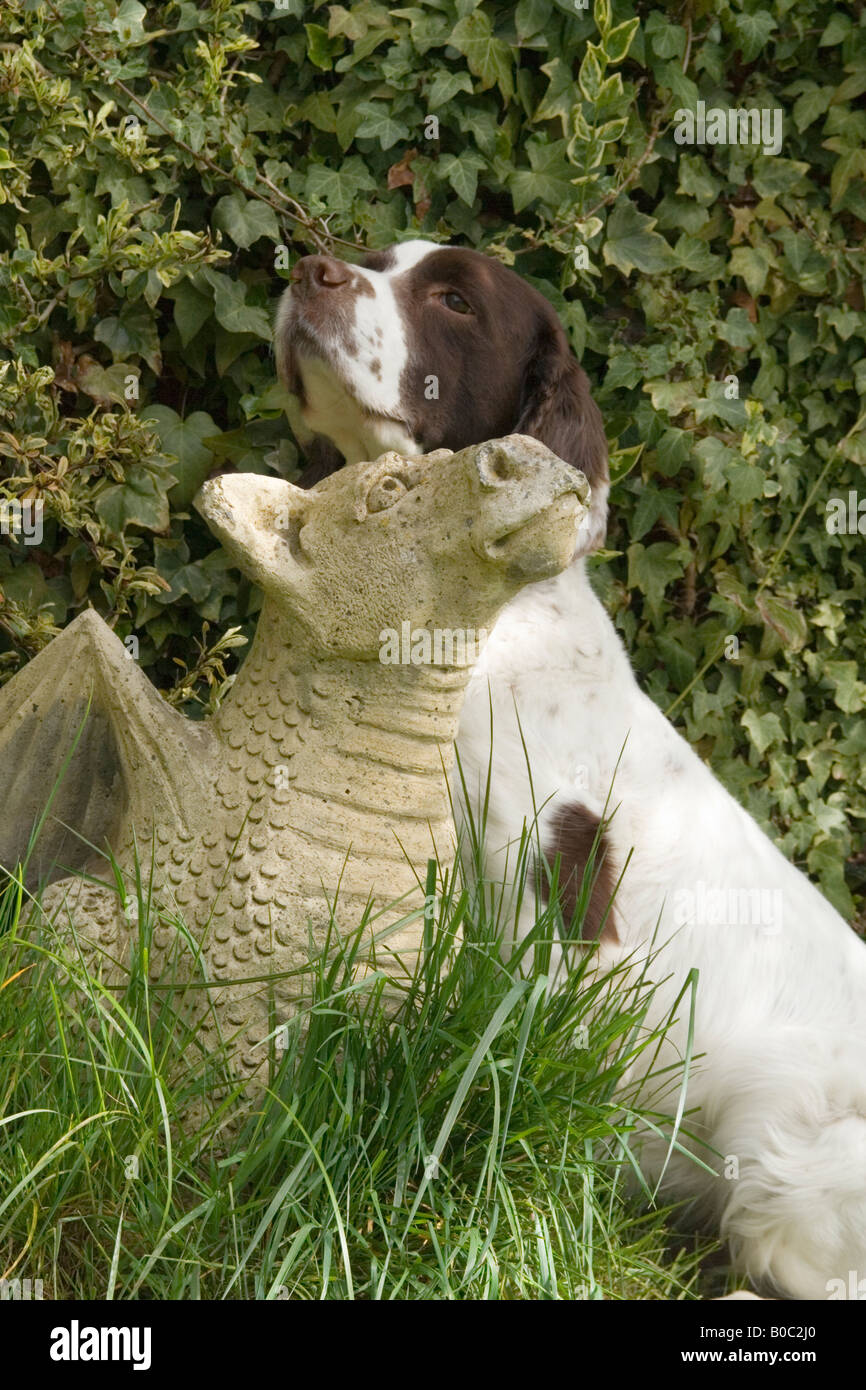 Dog and Dragon Springer Spaniel, Gun Dog, energetic, active, hard ...