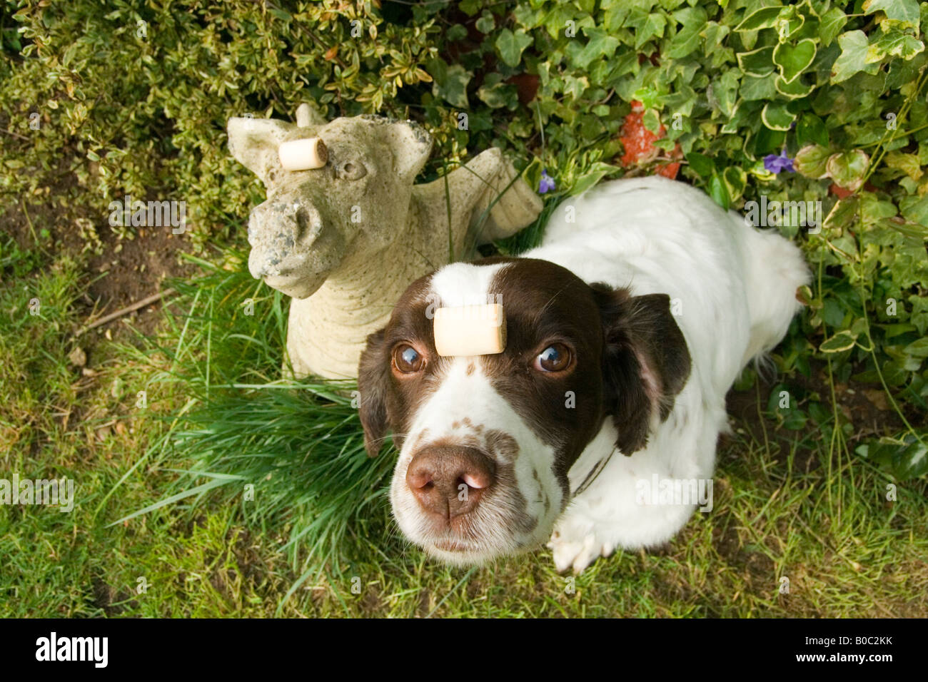 Dog and Dragon Springer Spaniel, Gun Dog, energetic, active, hard ...