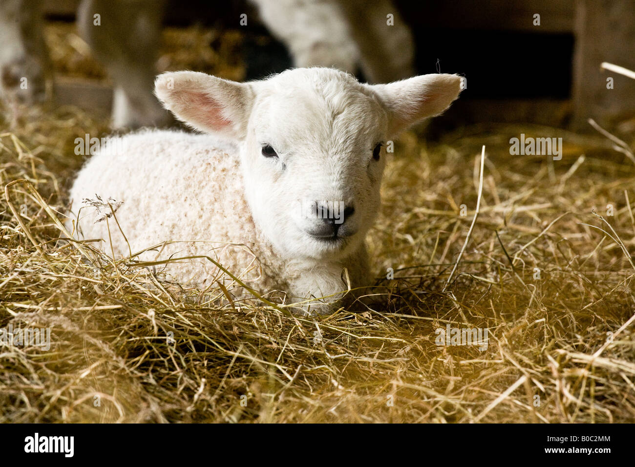 Lamb Being Born High Resolution Stock Photography and Images - Alamy