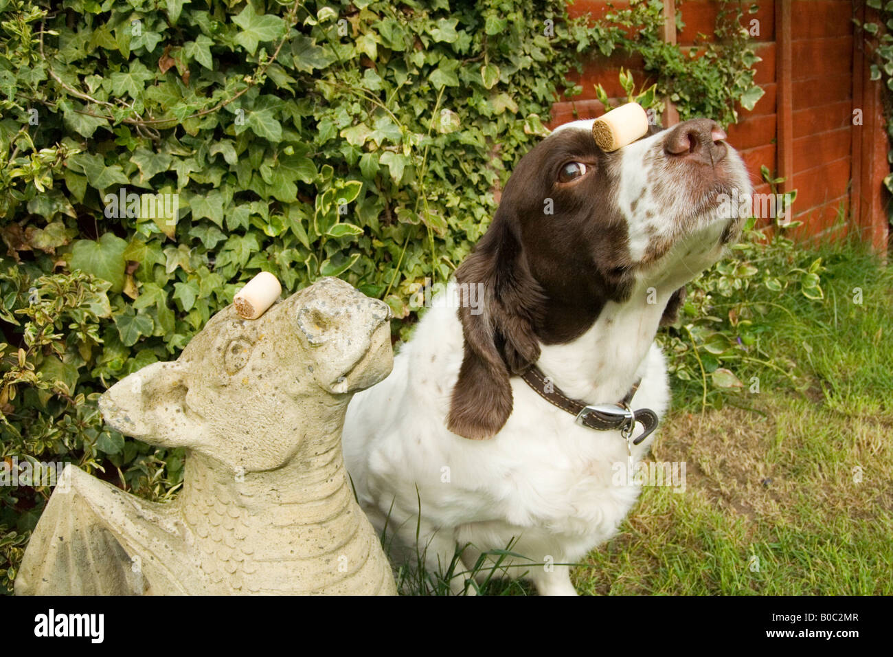 Dog and Dragon Springer Spaniel, Gun Dog, energetic, active, hard ...