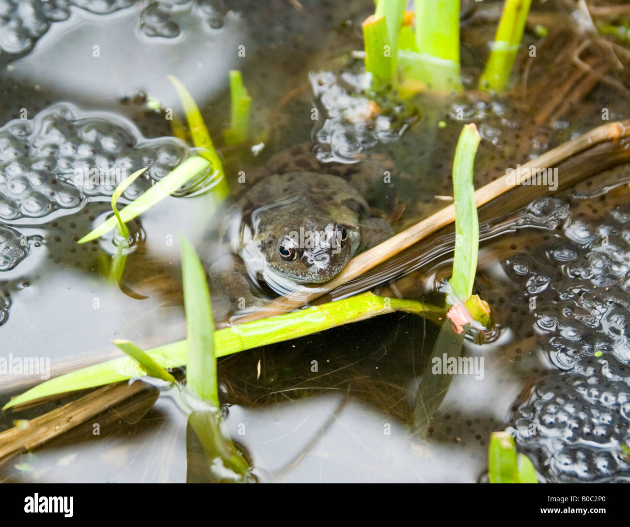 The Common Frog is both the most familiar of our amphibians and the one ...