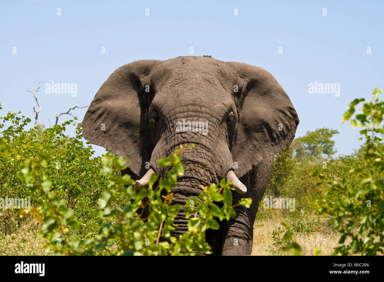 Elephant head on hi-res stock photography and images - Alamy