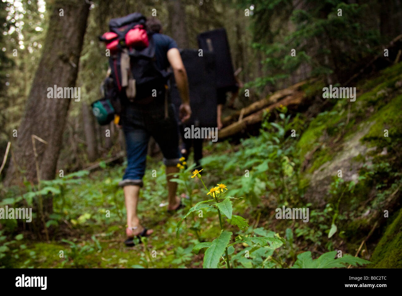 Boulderers hiking through a forest near Camp Dick Colorado Stock Photo ...