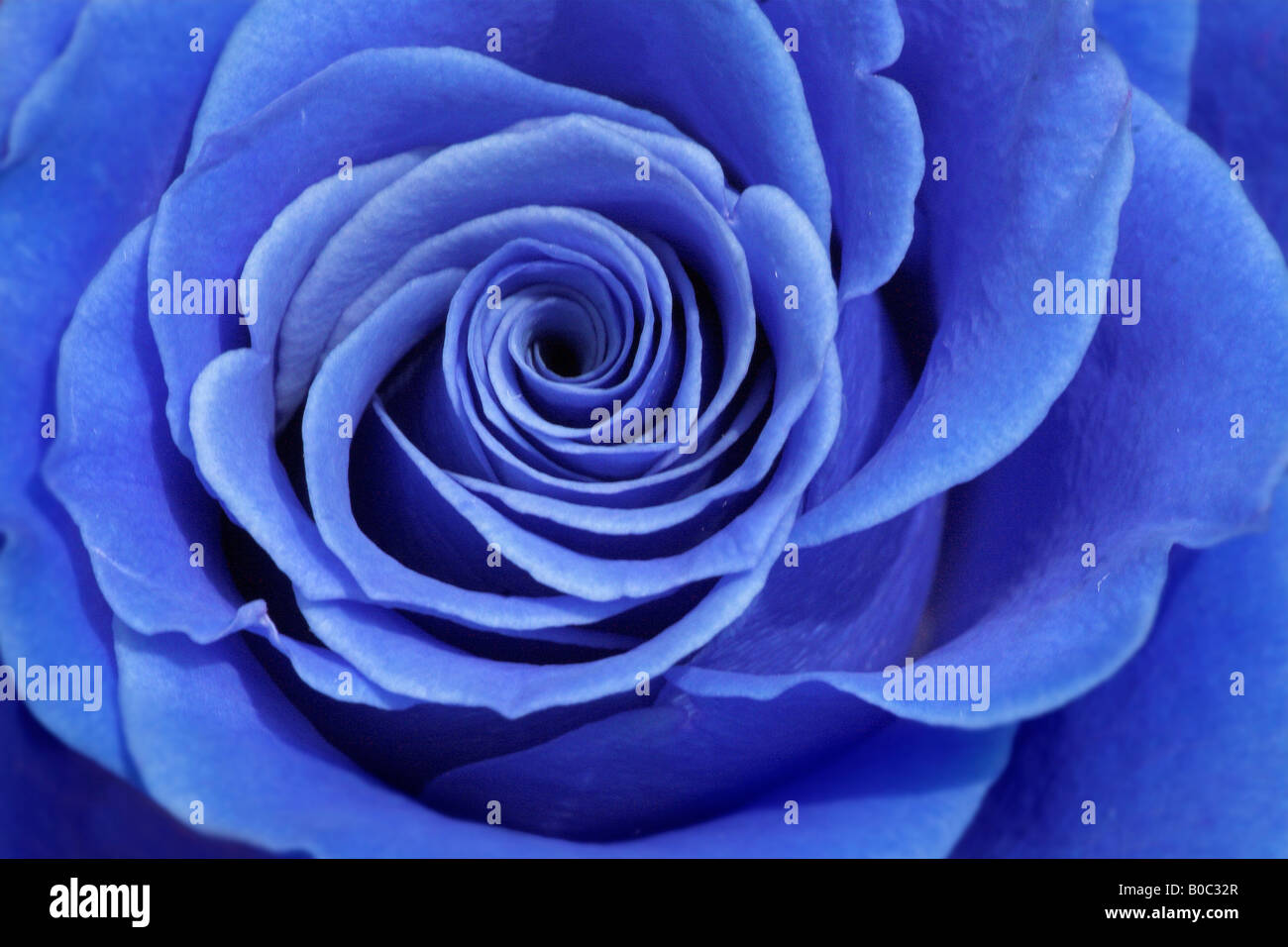 The blue rose hi-res stock photography and images - Alamy