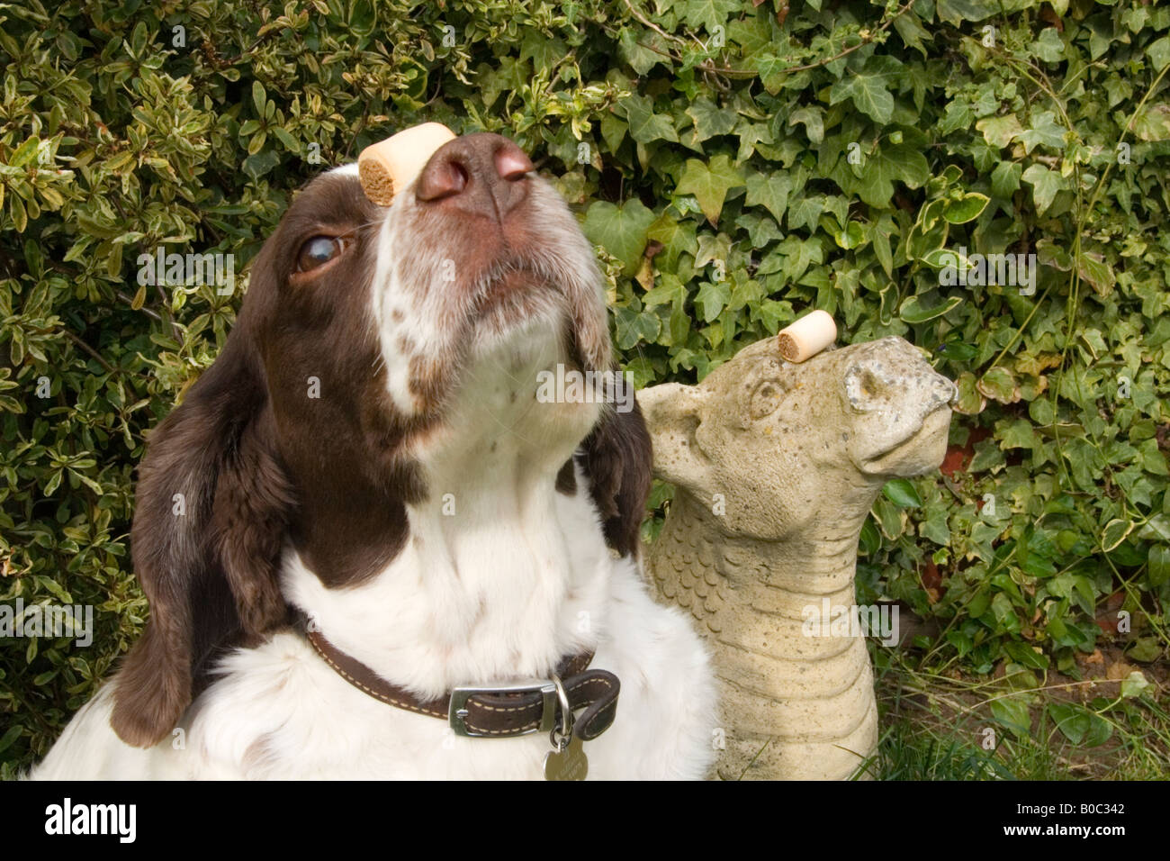 Vert dragon hi-res stock photography and images - Alamy