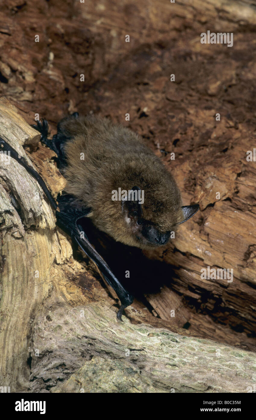 pipistrelle bat Pipistrellus pipistrellus on wood captive Stock Photo ...