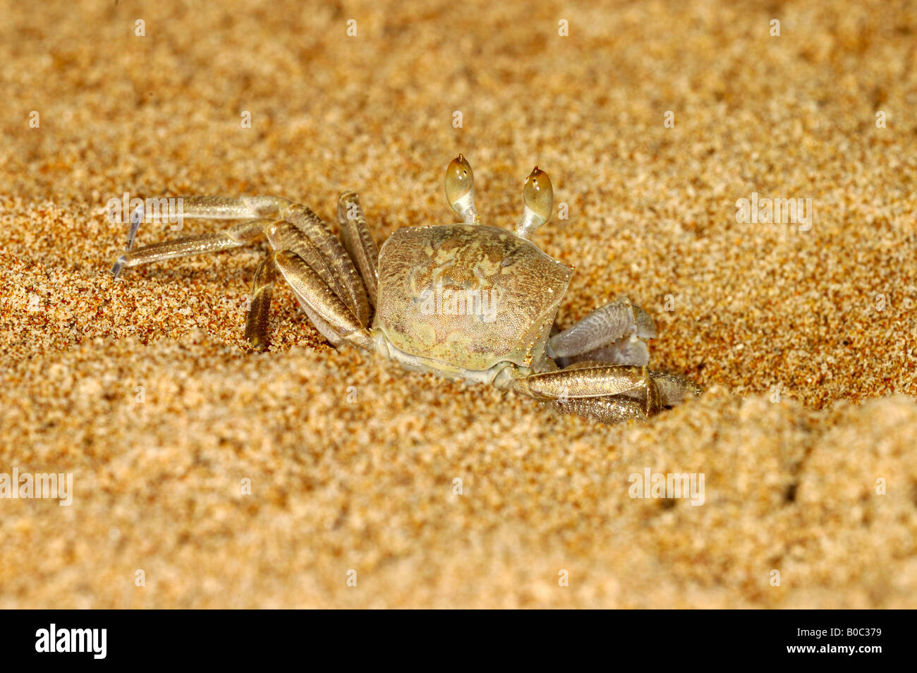 Ghost crab, Sand crab Ocypode spec digging a hole in the beach sand ...