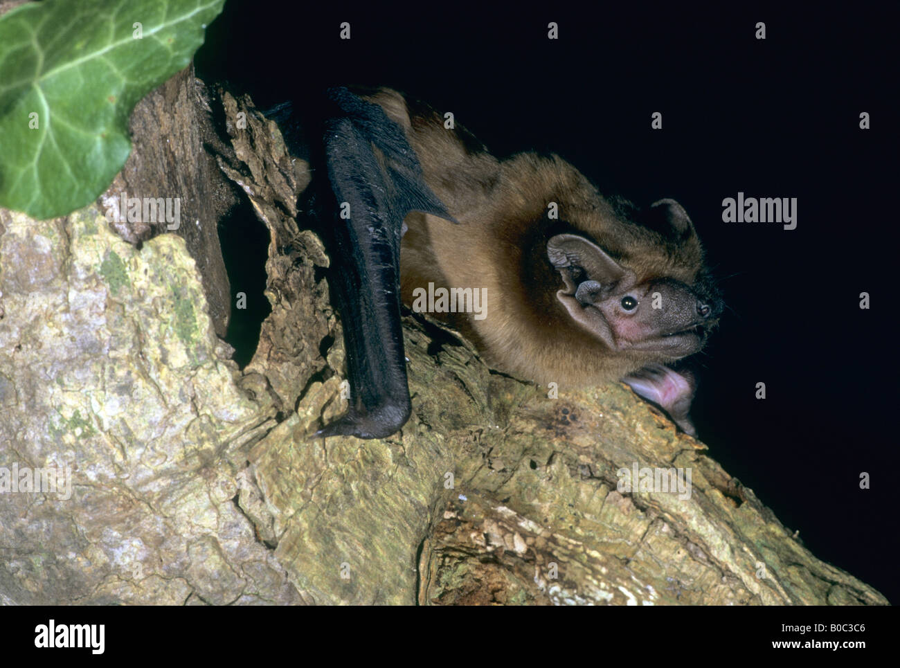 noctule bat Nyctalus noctula on a log captive Stock Photo - Alamy