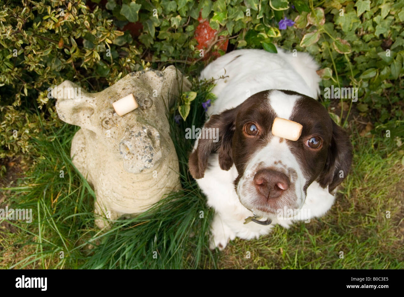 Dog and Dragon Springer Spaniel, Gun Dog, energetic, active, hard ...