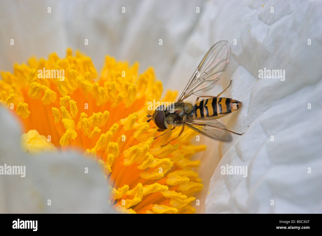 Hover fly On "Fried Egg Flower" tree poppy Stock Photo - Alamy