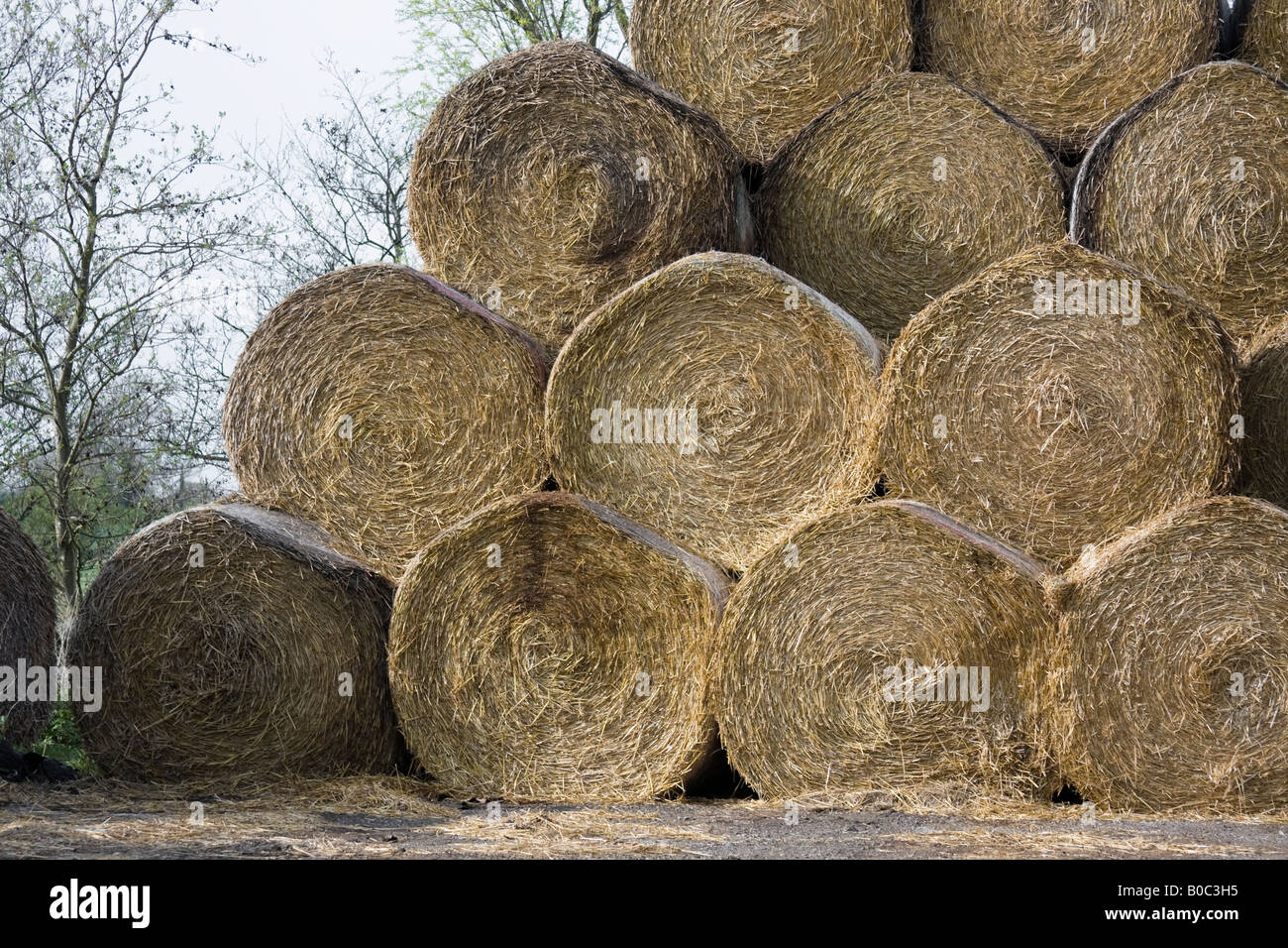 Bales of hay in Norfolk Stock Photo - Alamy