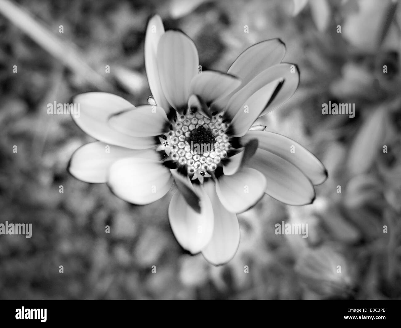 Flowers wild flower icon Black and White Stock Photos & Images - Alamy