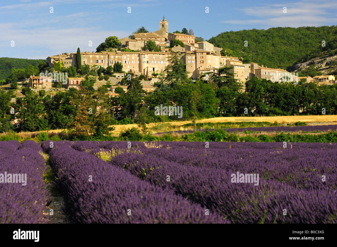 Lavender fields near Banon Provence France Stock Photo - Alamy
