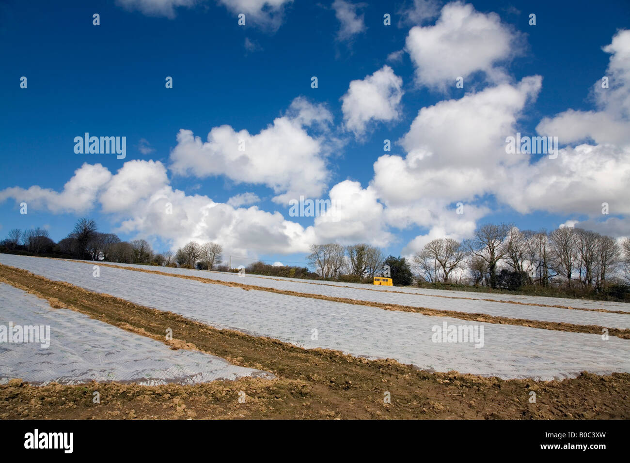 plastic covered crops cornwall spring Stock Photo - Alamy