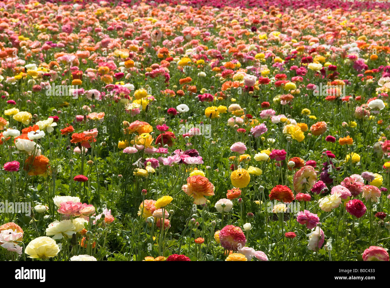 Colored wildflowers hi-res stock photography and images - Alamy