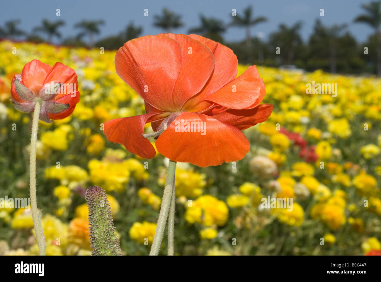 Orange yellow ranunculus hi-res stock photography and images - Alamy