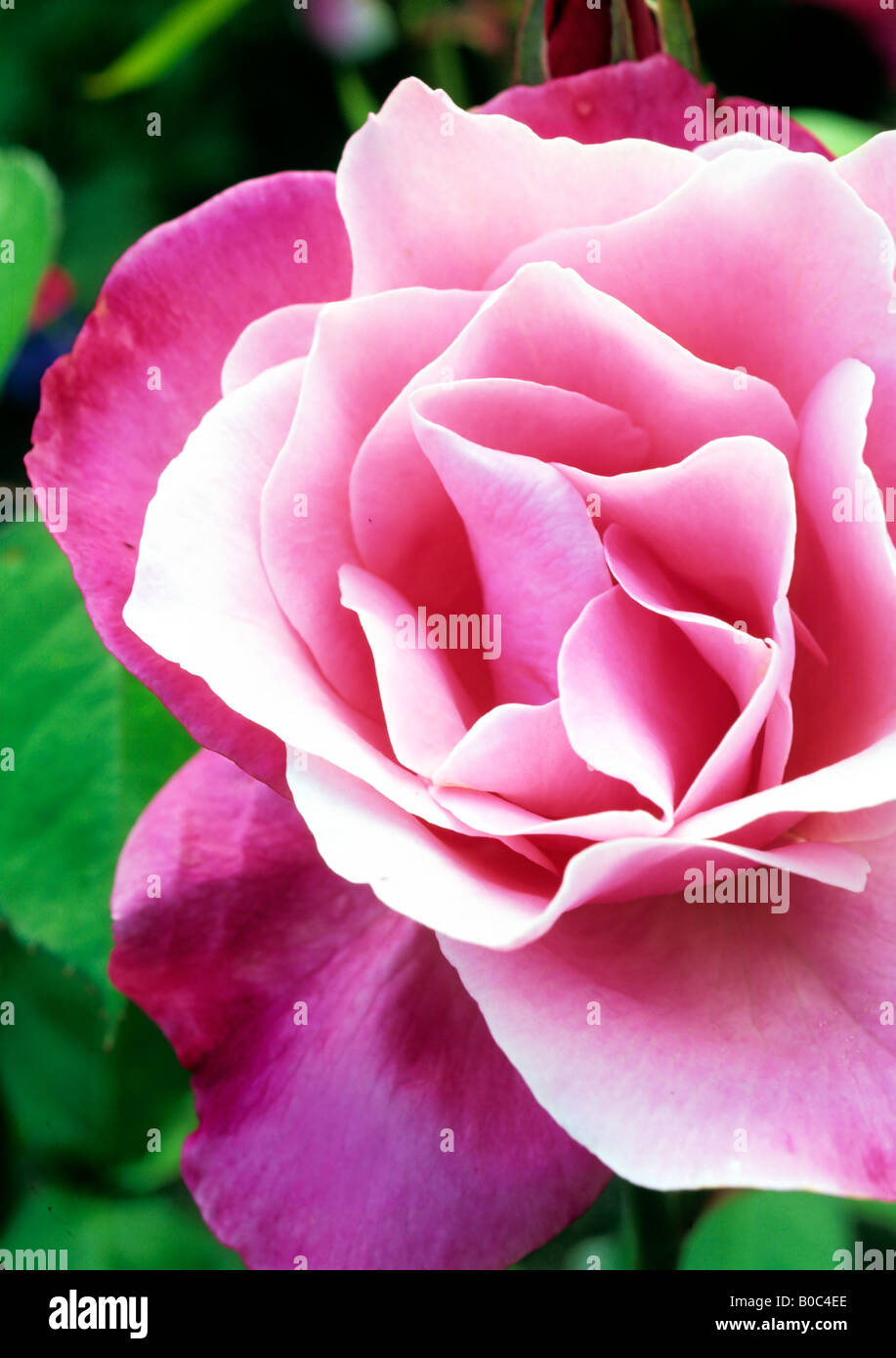 The perfect rose Stock Photo - Alamy