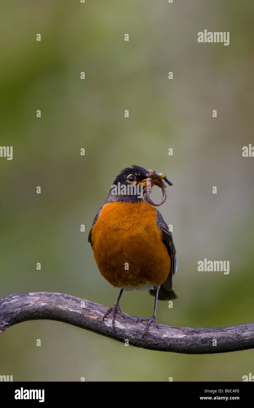 American Robin with Worm Stock Photo - Alamy