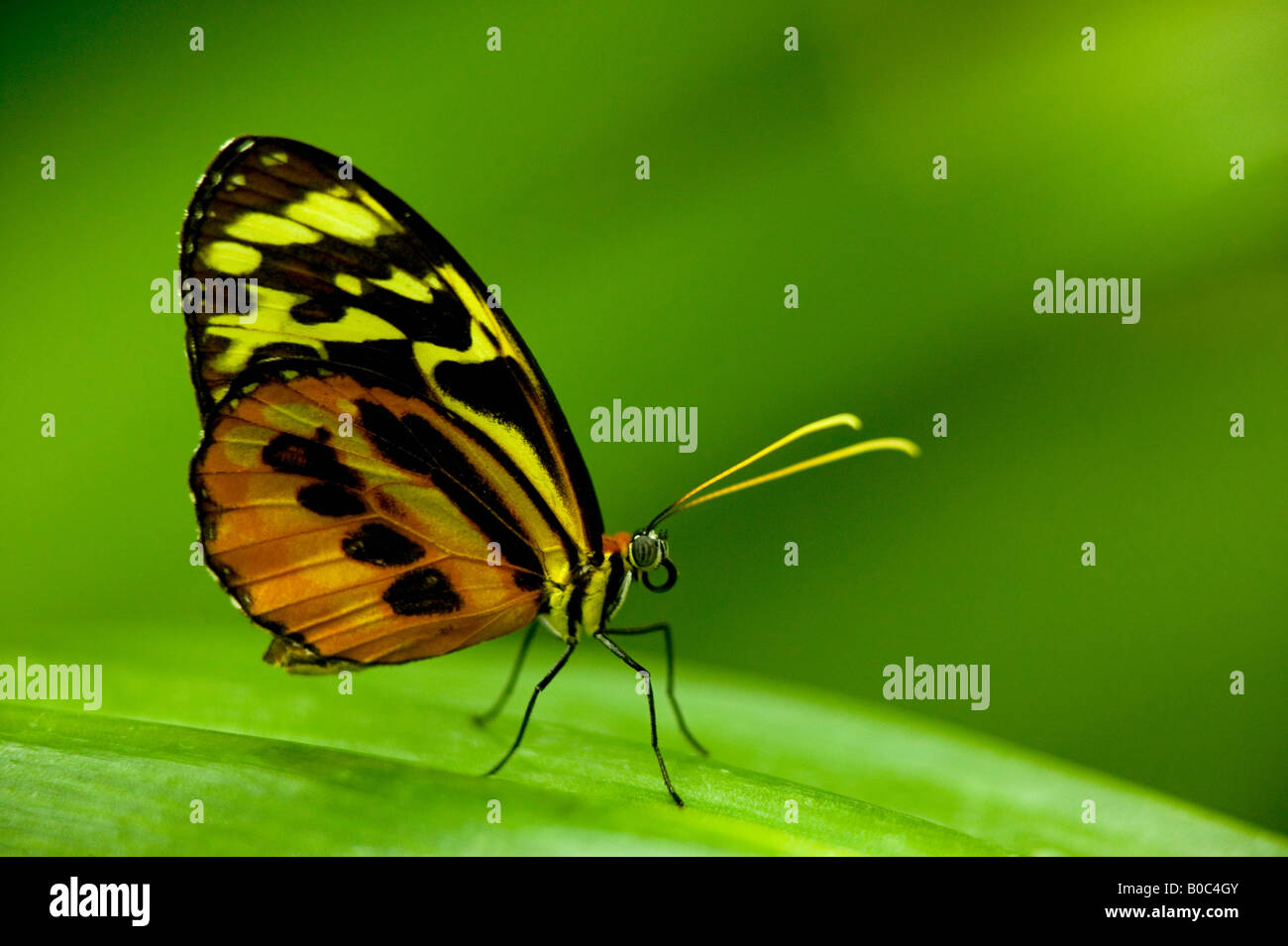 Holometabolous insects hi-res stock photography and images - Alamy