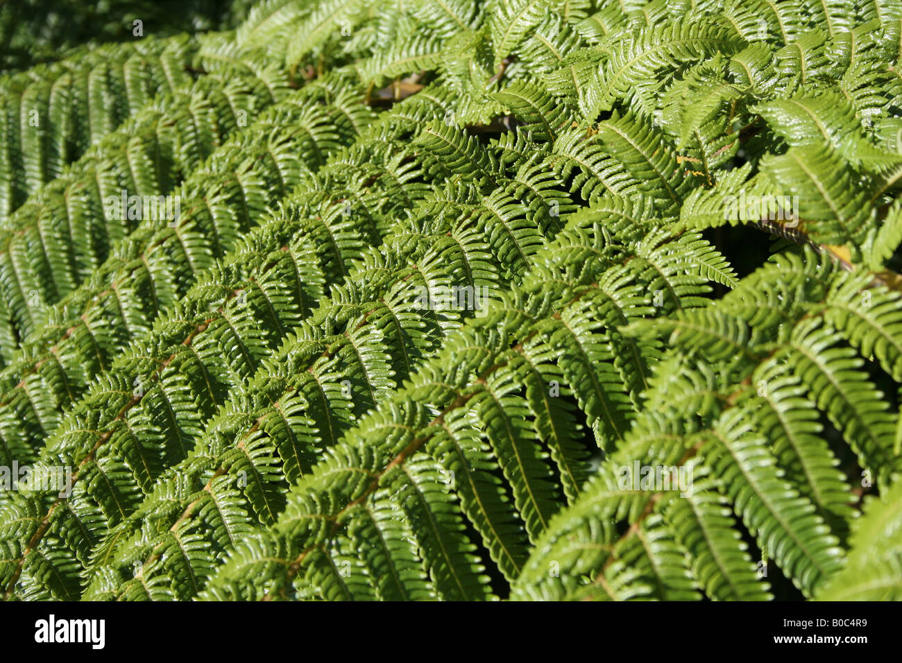 Close up fern leaf showing hi-res stock photography and images - Alamy