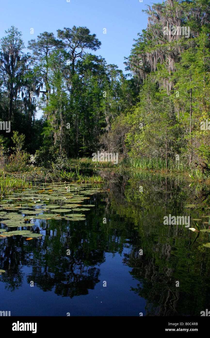 Okefenokee National Wildlife Refuge swamp Stock Photo - Alamy