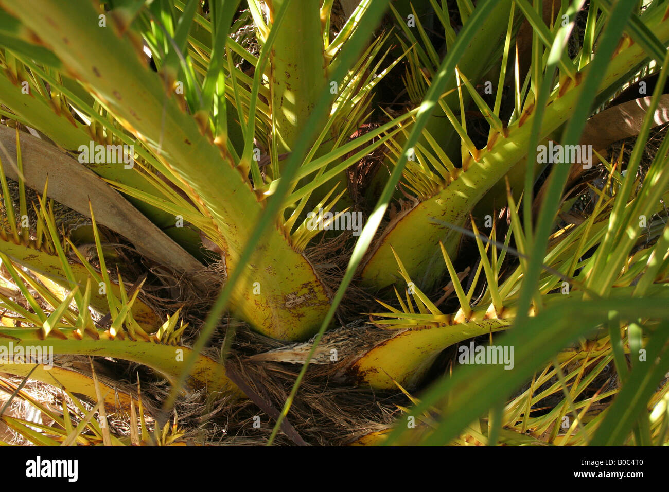 Palm tree leaf stalks showing sharp spikes at the base Stock Photo - Alamy