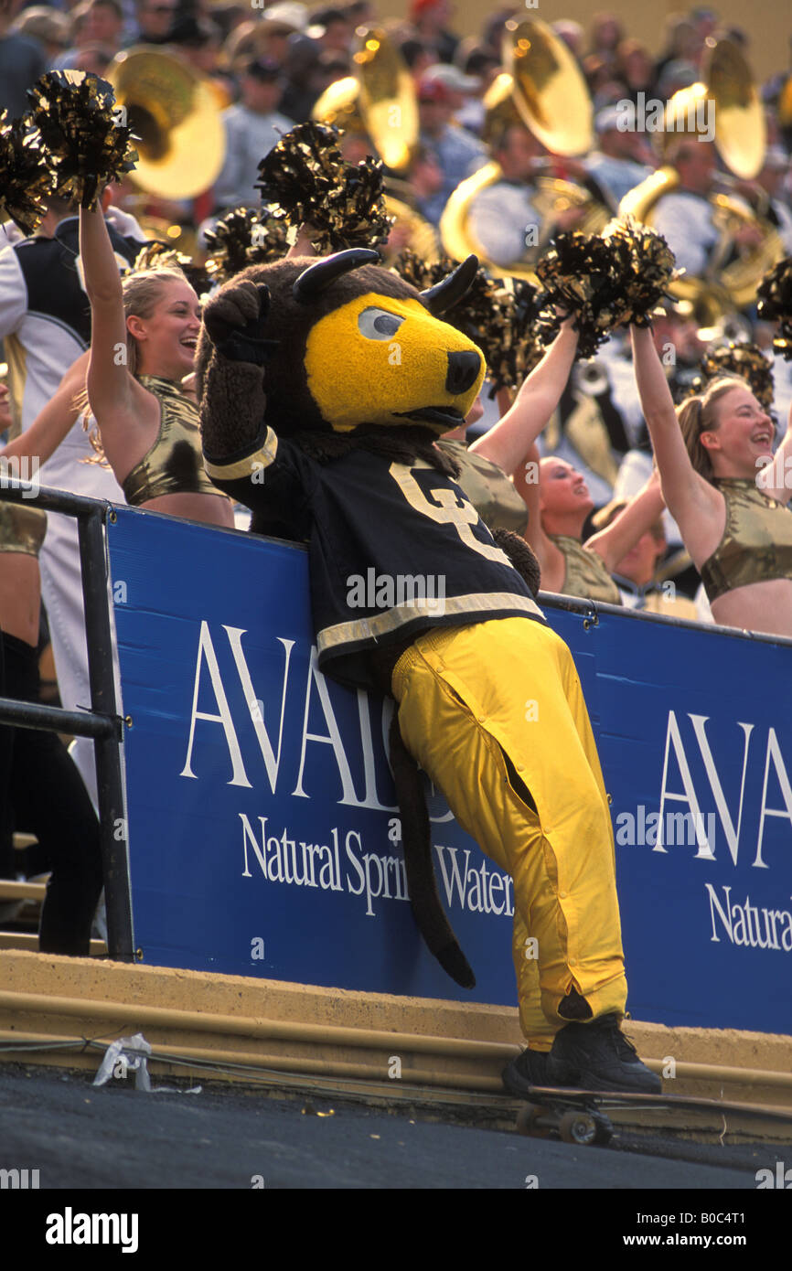 Chips. University of Colorado mascot. Folsom Field. Boulder. Colorado ...