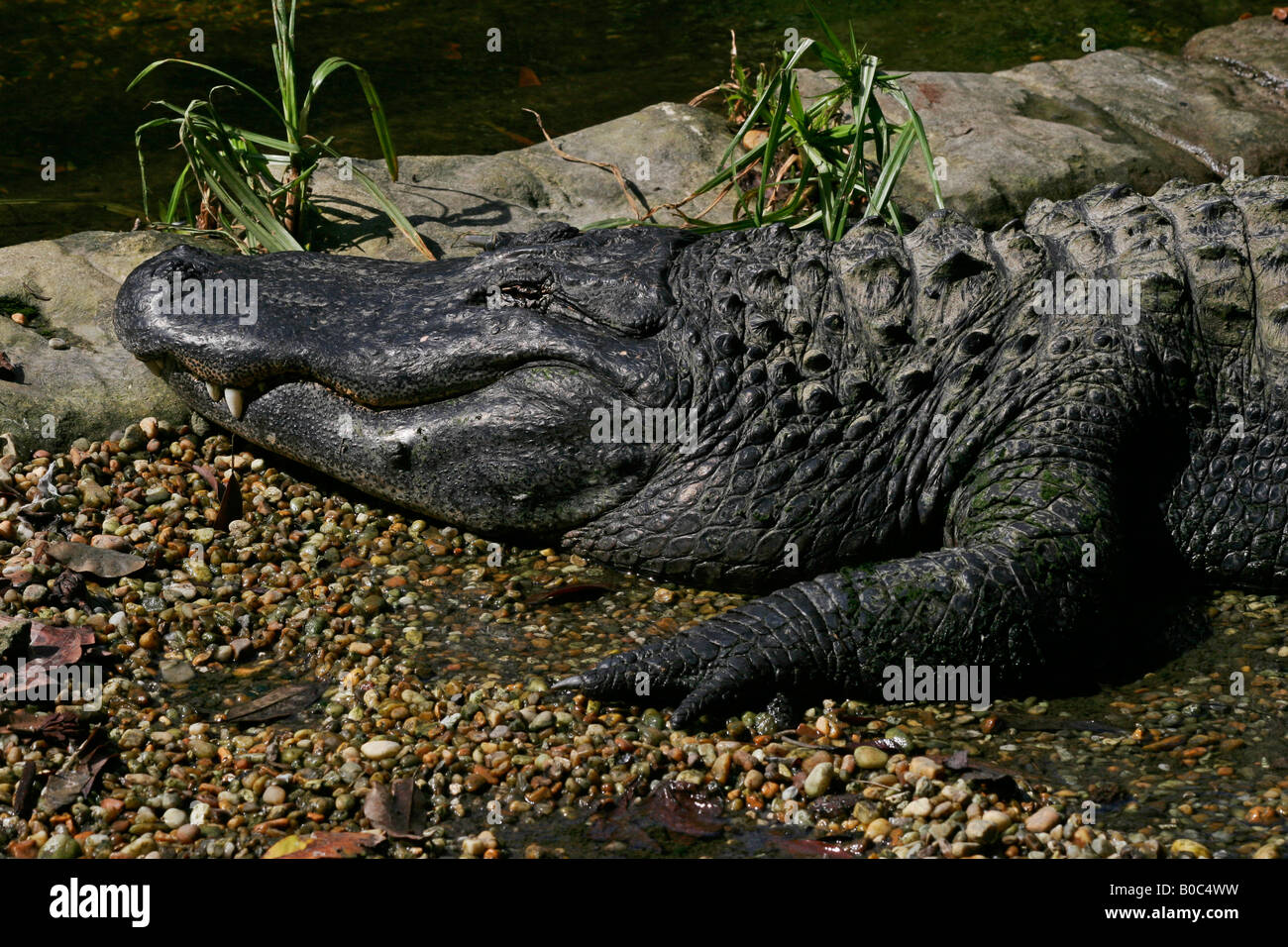 Shark river slough hi-res stock photography and images - Alamy