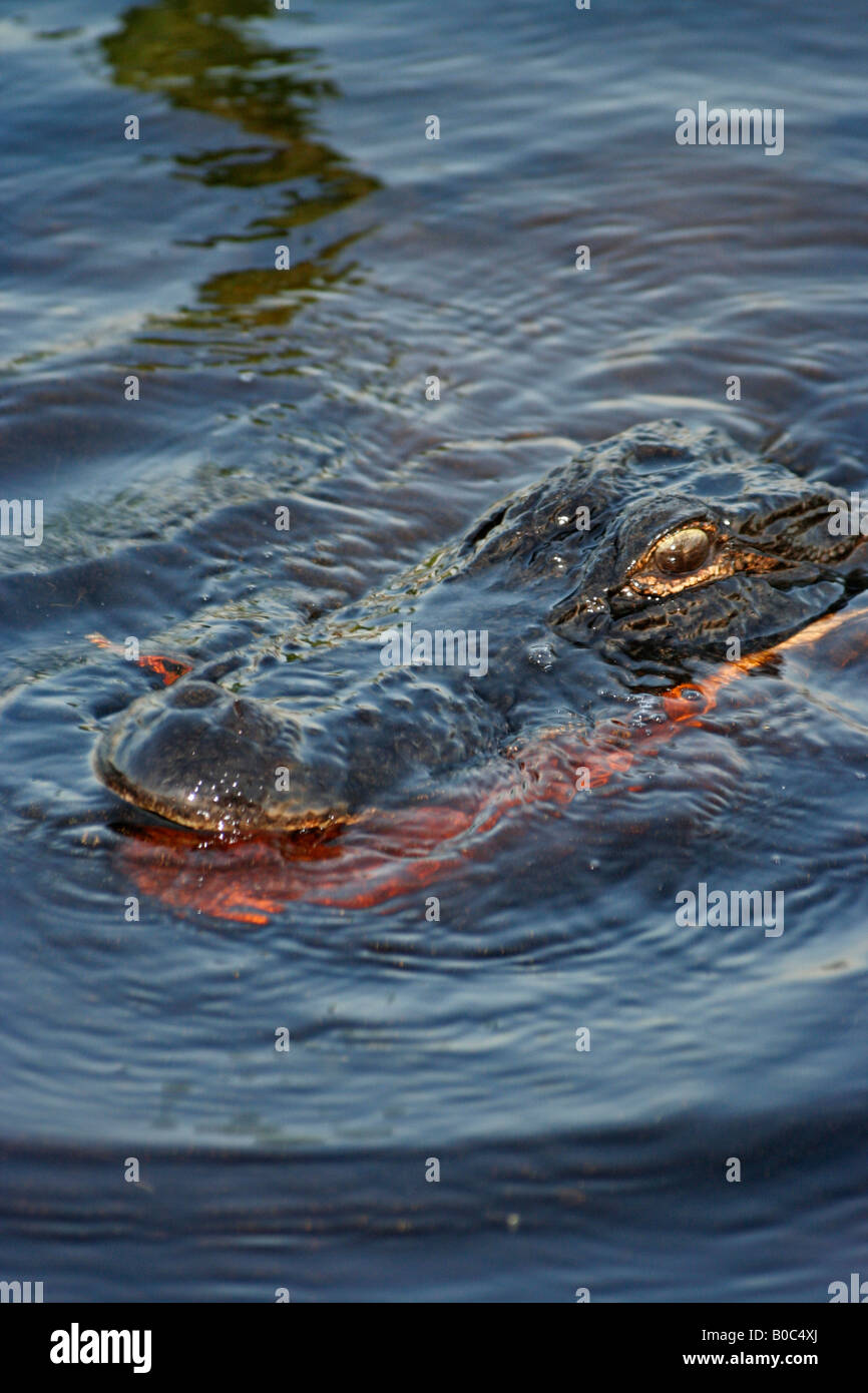 Alligator in the Okefenokee National Wildlife Refuge swamp Stock Photo ...