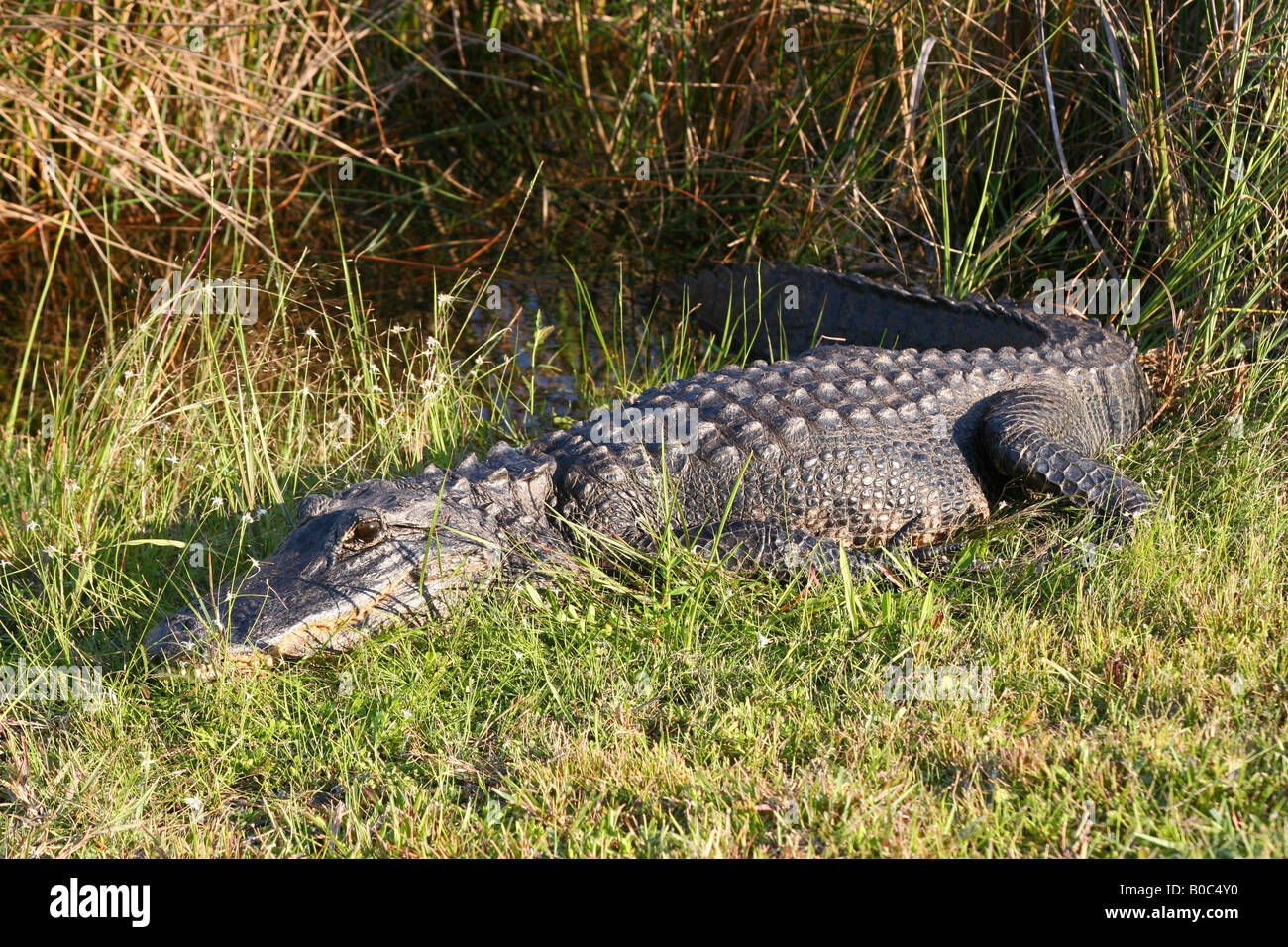 Shark River alligator Stock Photo - Alamy