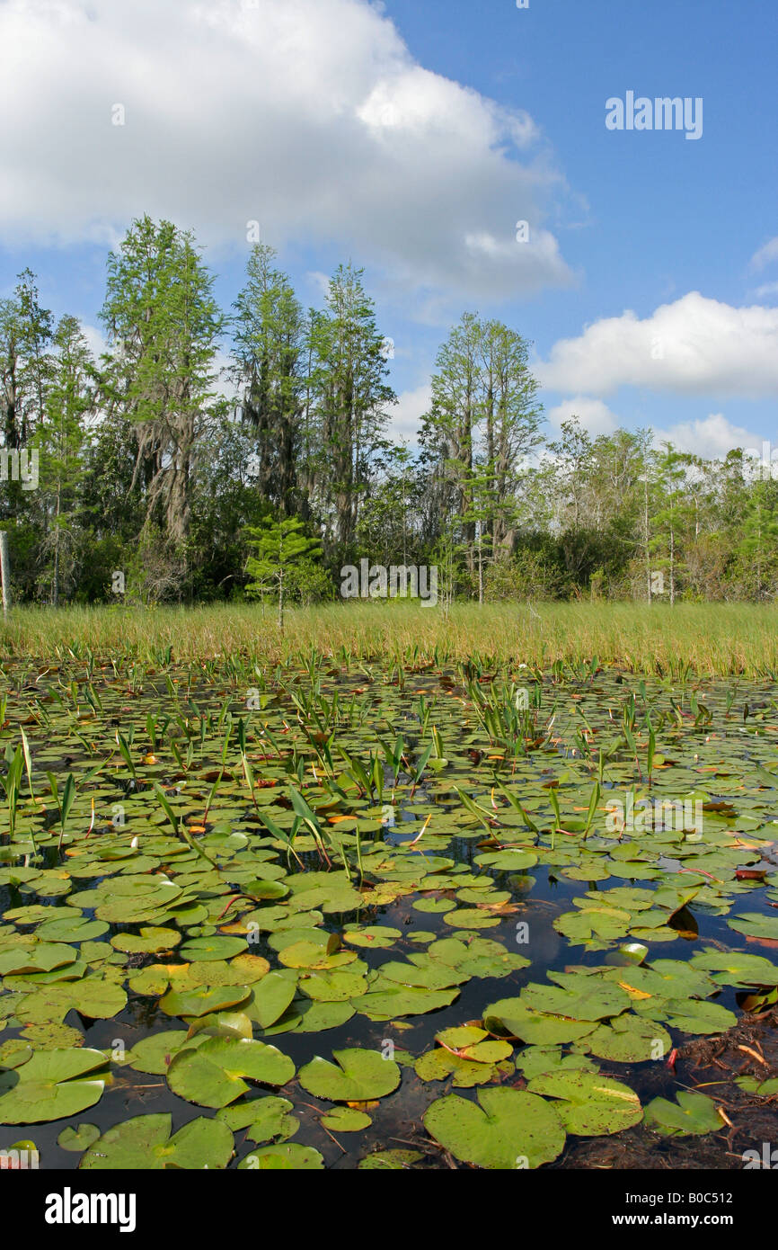 Okefenokee Swamp In Florida