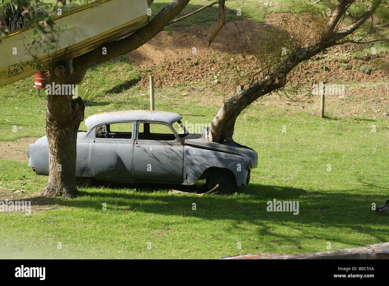 Old car with tree growing out of engine bay Stock Photo - Alamy