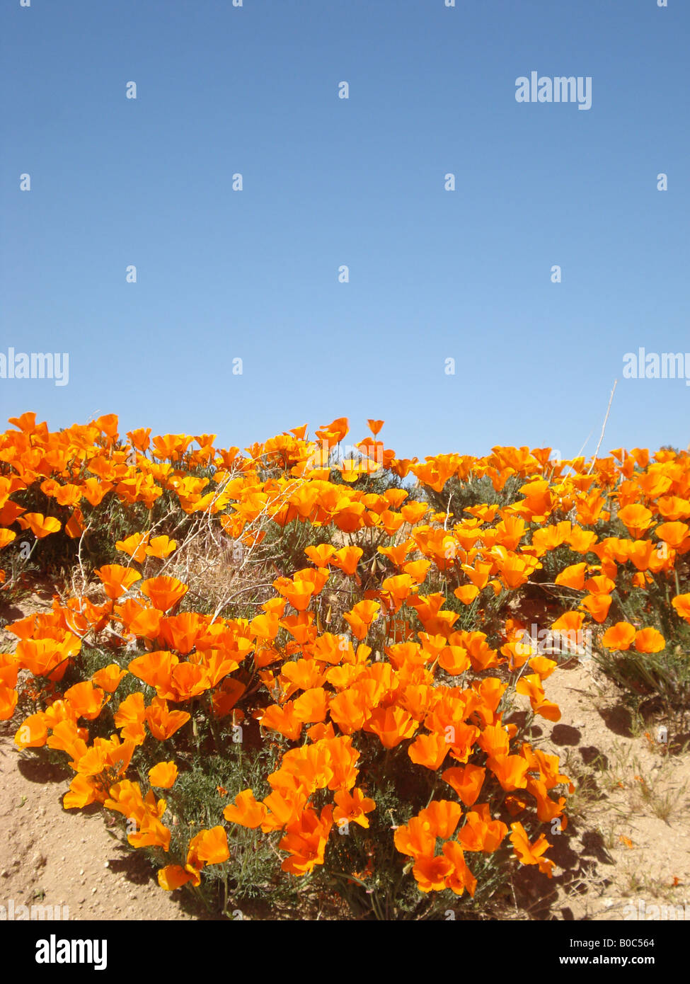 Hills covered with wild flowers hi-res stock photography and images - Alamy