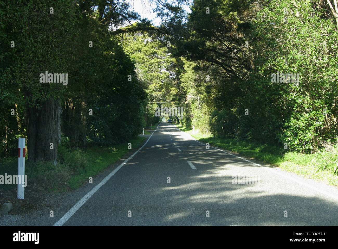 Road leading through "tunnel" formed by overhanging tree branches Stock ...