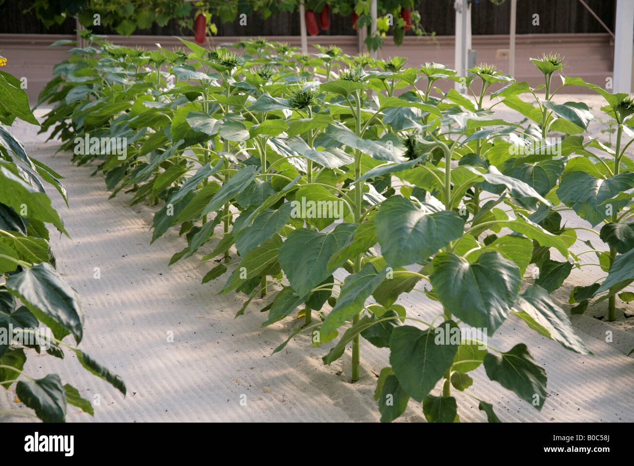 Cultivation of various foods inside a greenhouse. For Editorial use ...