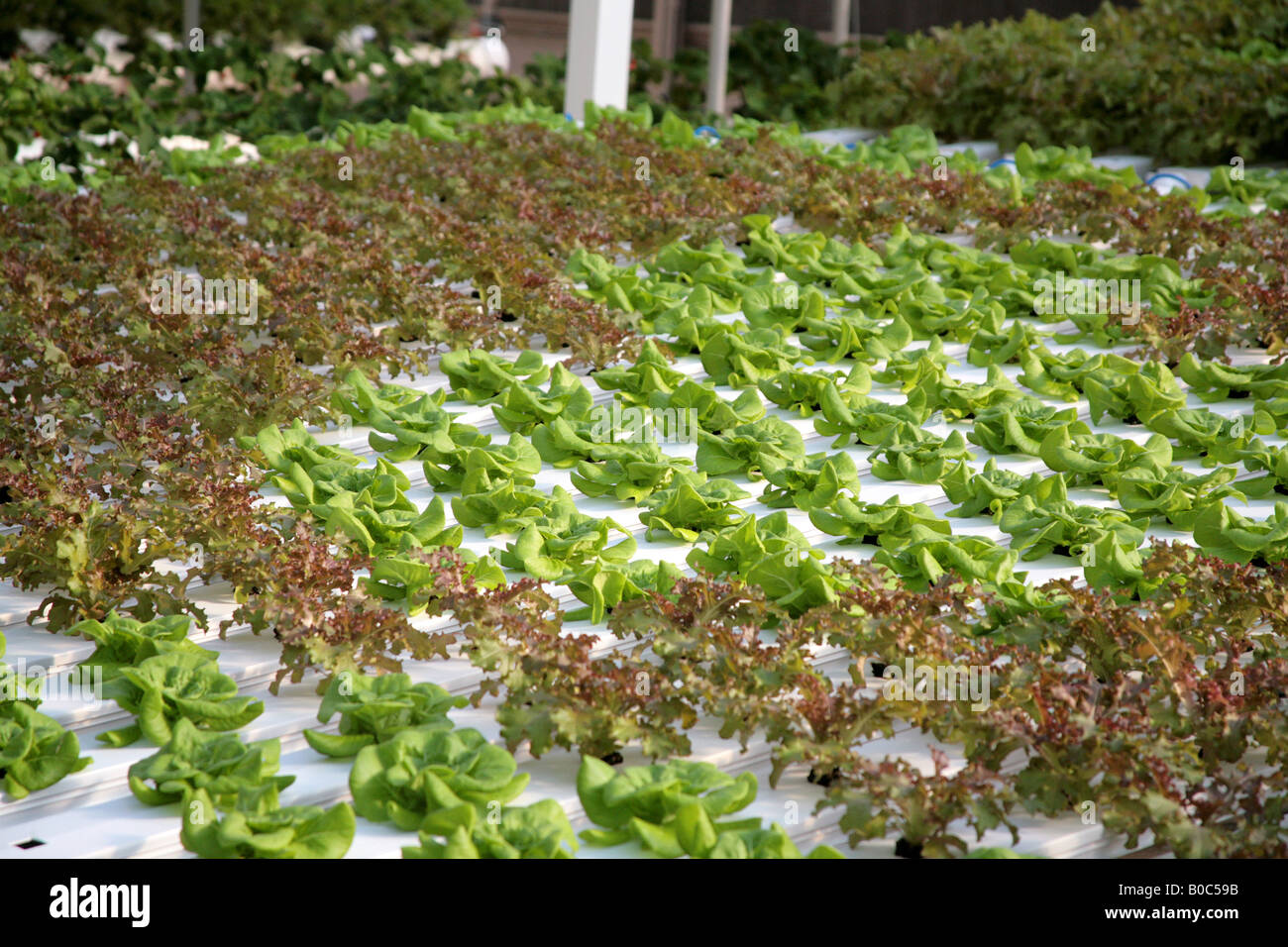 Cultivation of various foods inside a greenhouse Stock Photo - Alamy