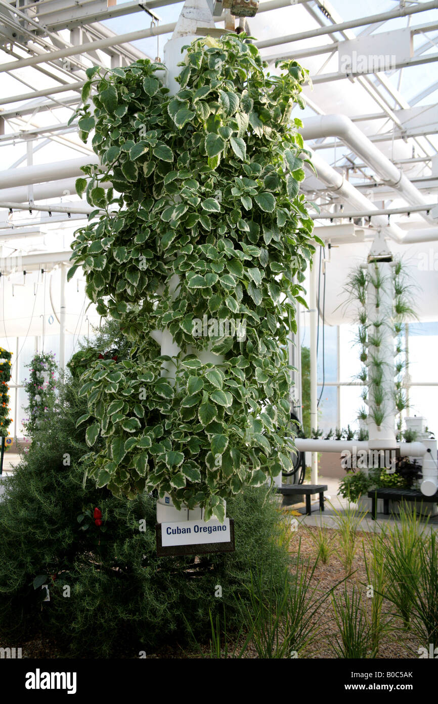 Cultivation of various foods inside a greenhouse. For Editorial use ...