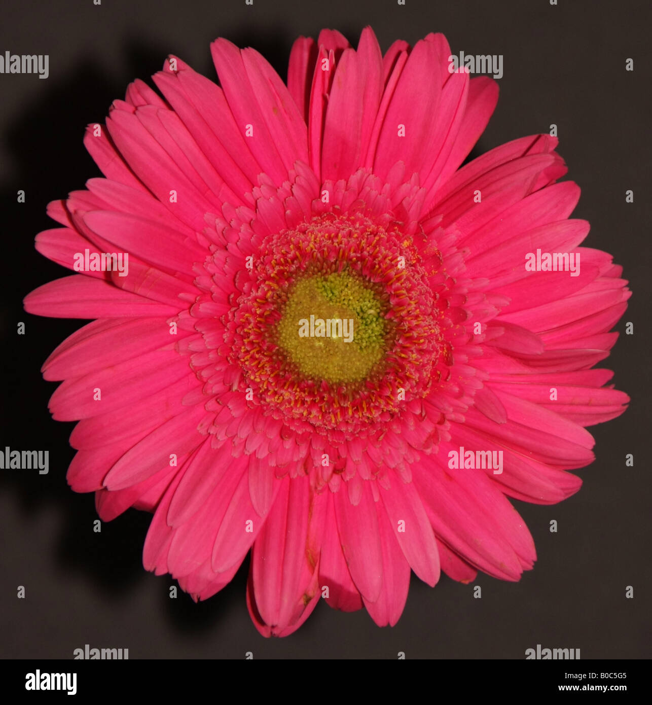 Color photo of a pink daisy flower Stock Photo - Alamy