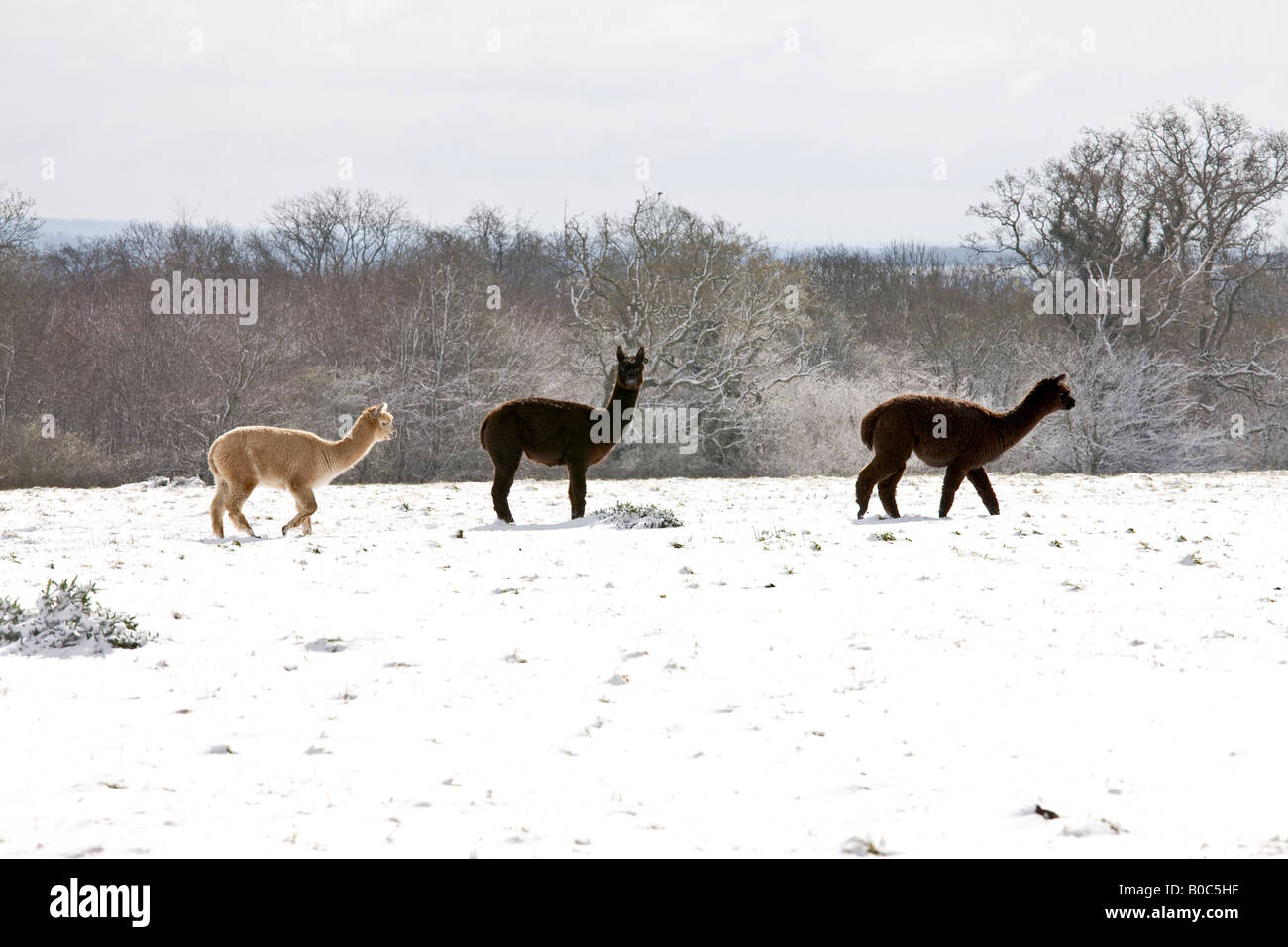 Three Alpacas in the Snow Wiltshire UK Stock Photo - Alamy