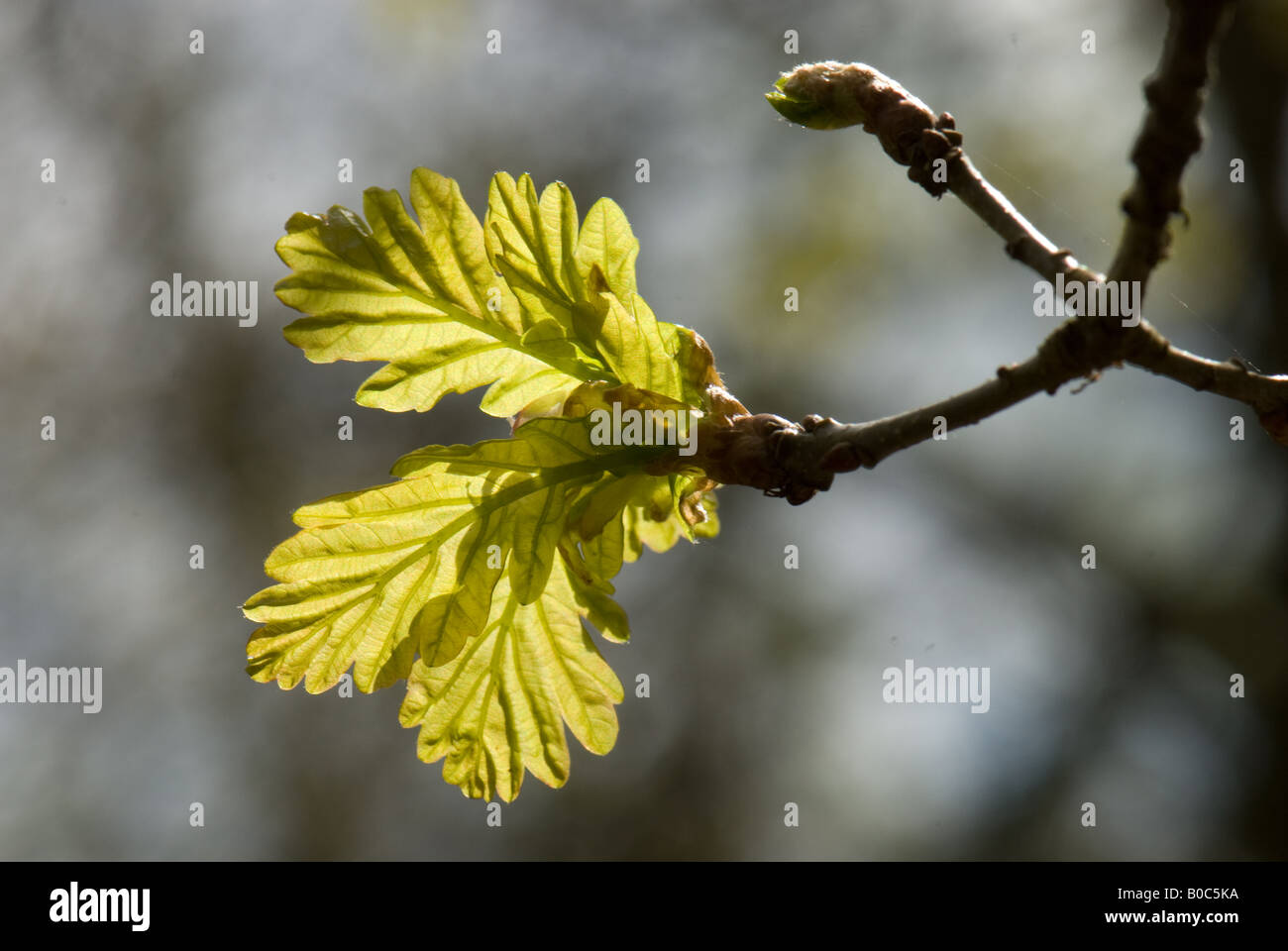 young oak leaves caught by sun Stock Photo - Alamy