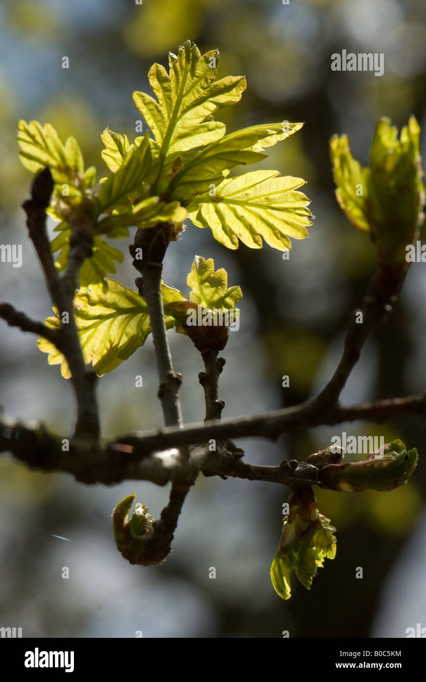 Oak buds hi-res stock photography and images - Alamy