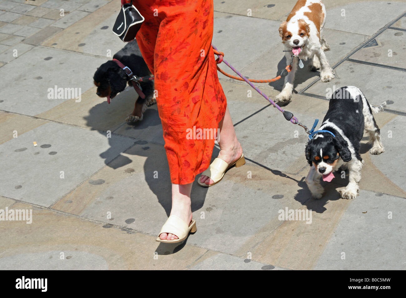 Lady walker her dog hi-res stock photography and images - Alamy