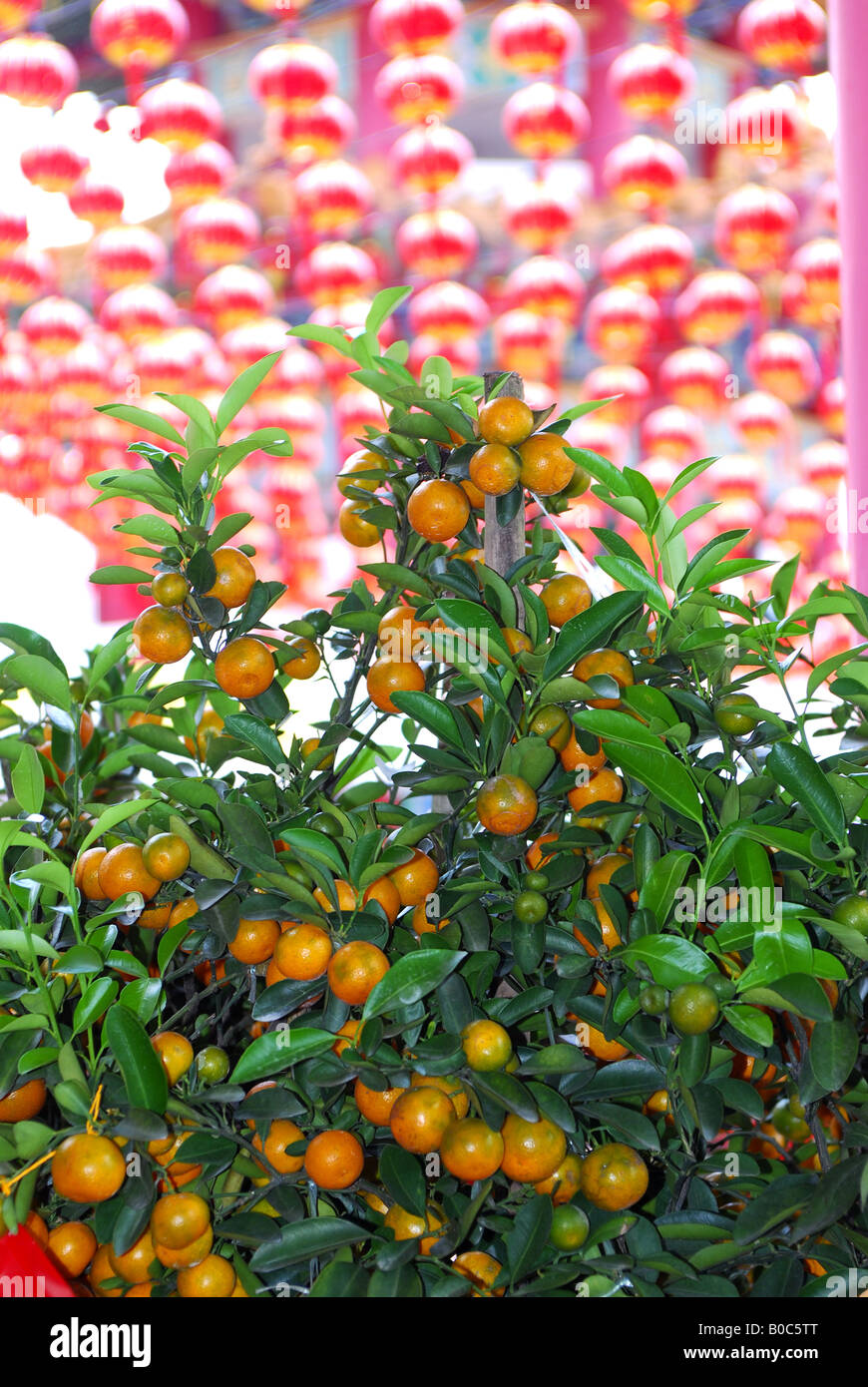 Cny lunar chinese new year tangerines lime celebrate celebration ...