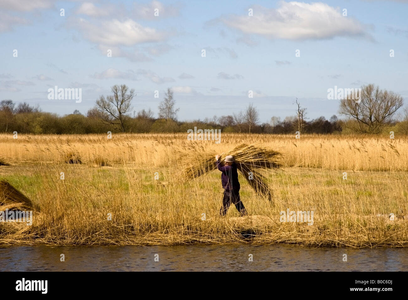 Reed Cutter Norfolk Broads Stock Photo - Alamy
